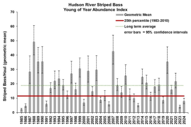 NY DEC Reports Another Below-Average Striped Bass Spawn in the Hudson ...