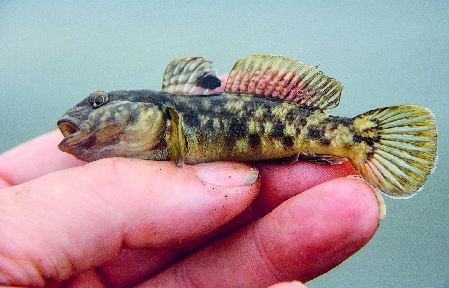 Cayuga Lake's Big Bass Formula - On The Water