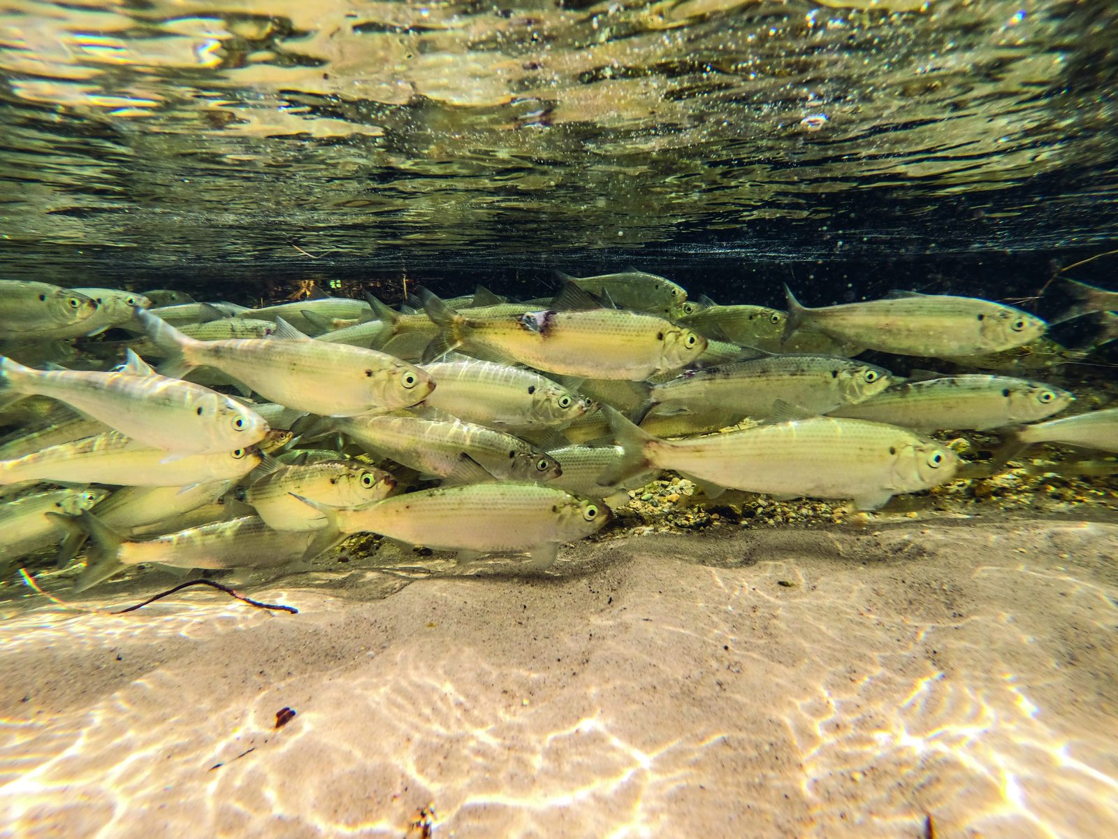 Catching Coldwater Stripers Before the Migration - On The Water