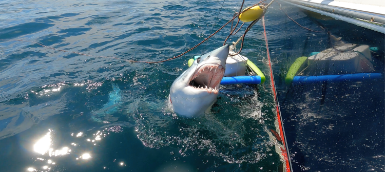 How Fishermen Contribute to Shark Research - On The Water