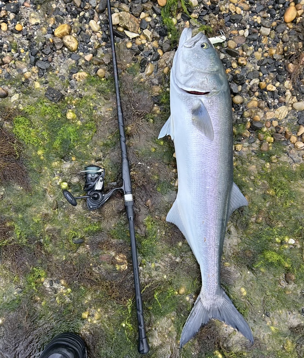 Long Island and NYC Fishing Report- May 1, 2025 - On The Water