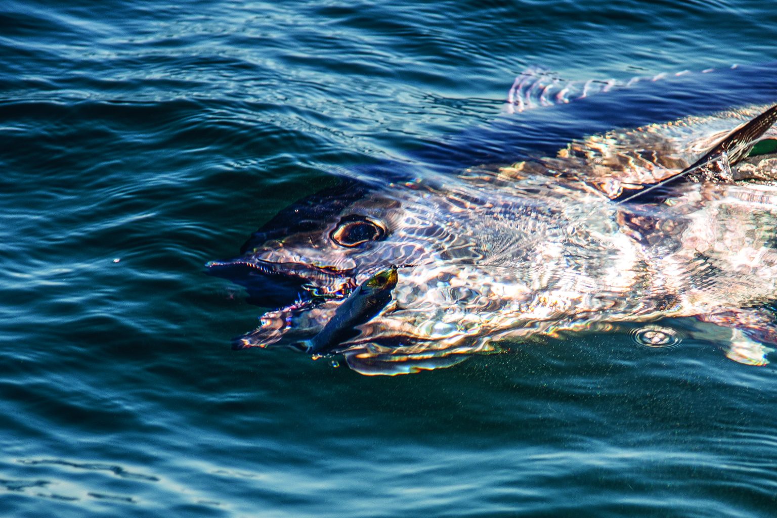 The Bluefin Tuna Calendar - On The Water
