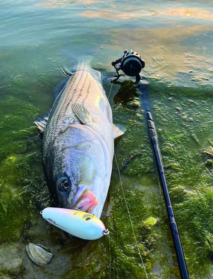 Essential Plugs for Stripers on Sand Beaches - On The Water