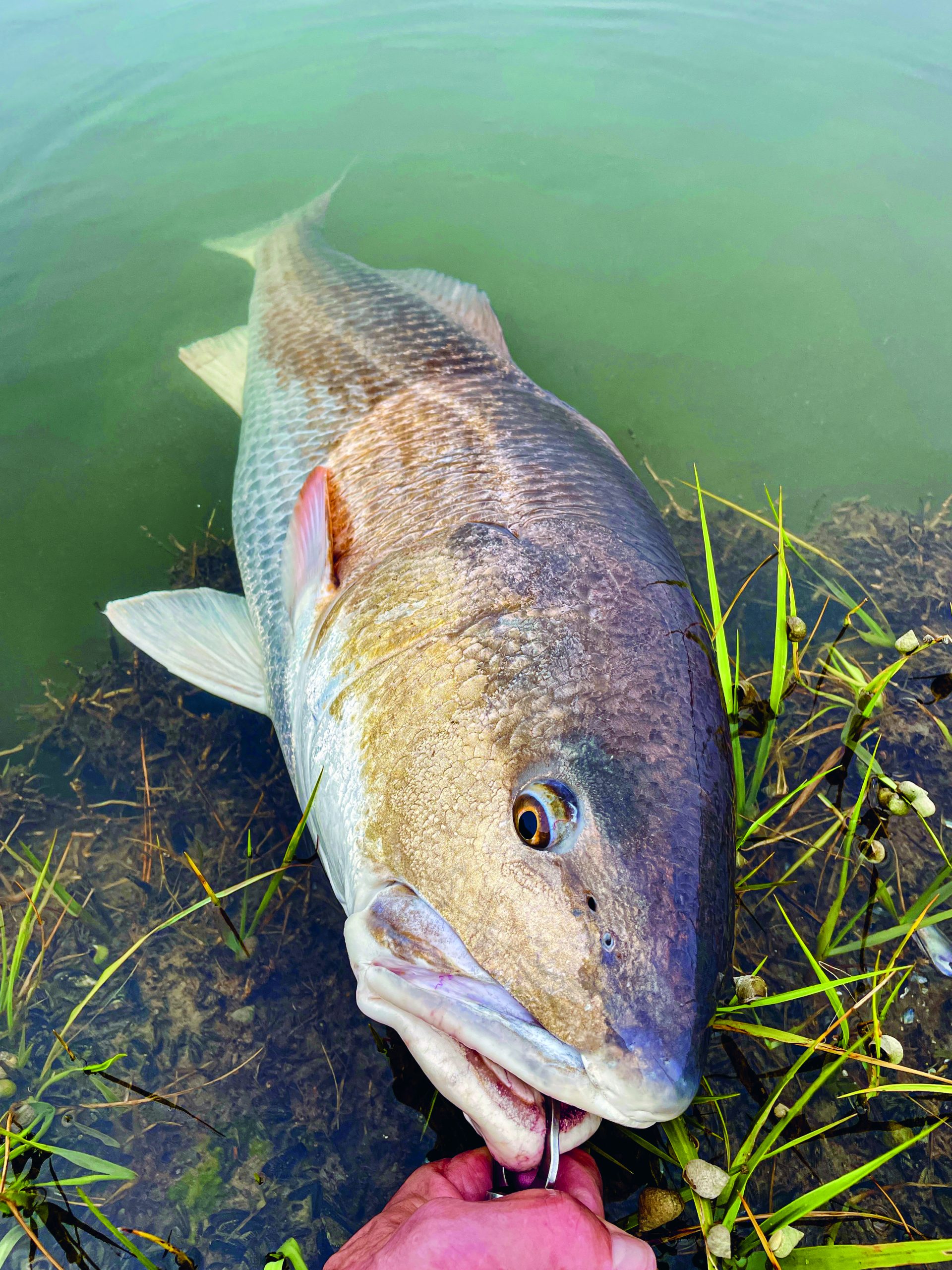 Tactics for Trophy Red Drum in Chesapeake Bay - On The Water