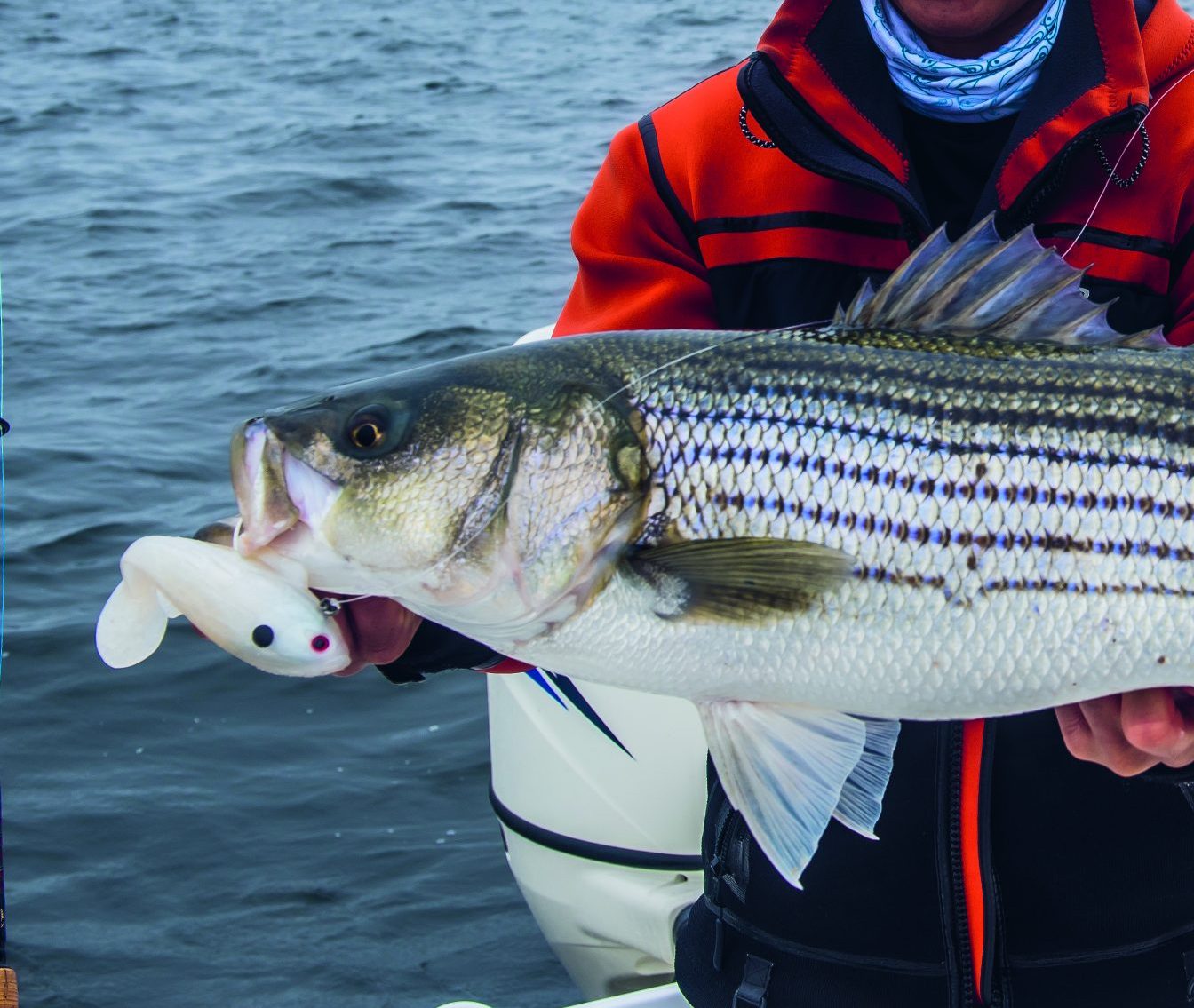 Fishing Swim Shads for Striped Bass - On The Water