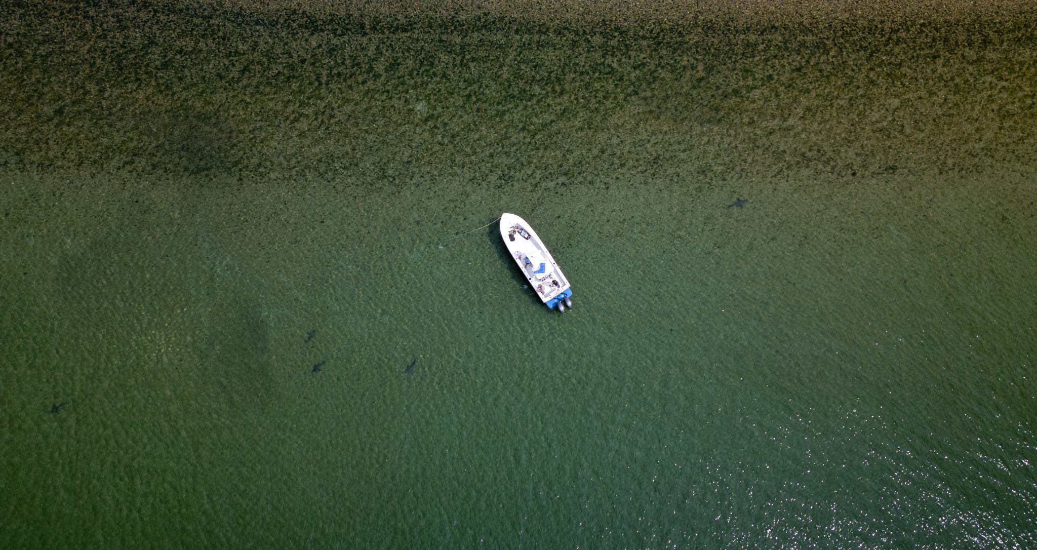 Studying the Sandbar Sharks of Nantucket - On The Water