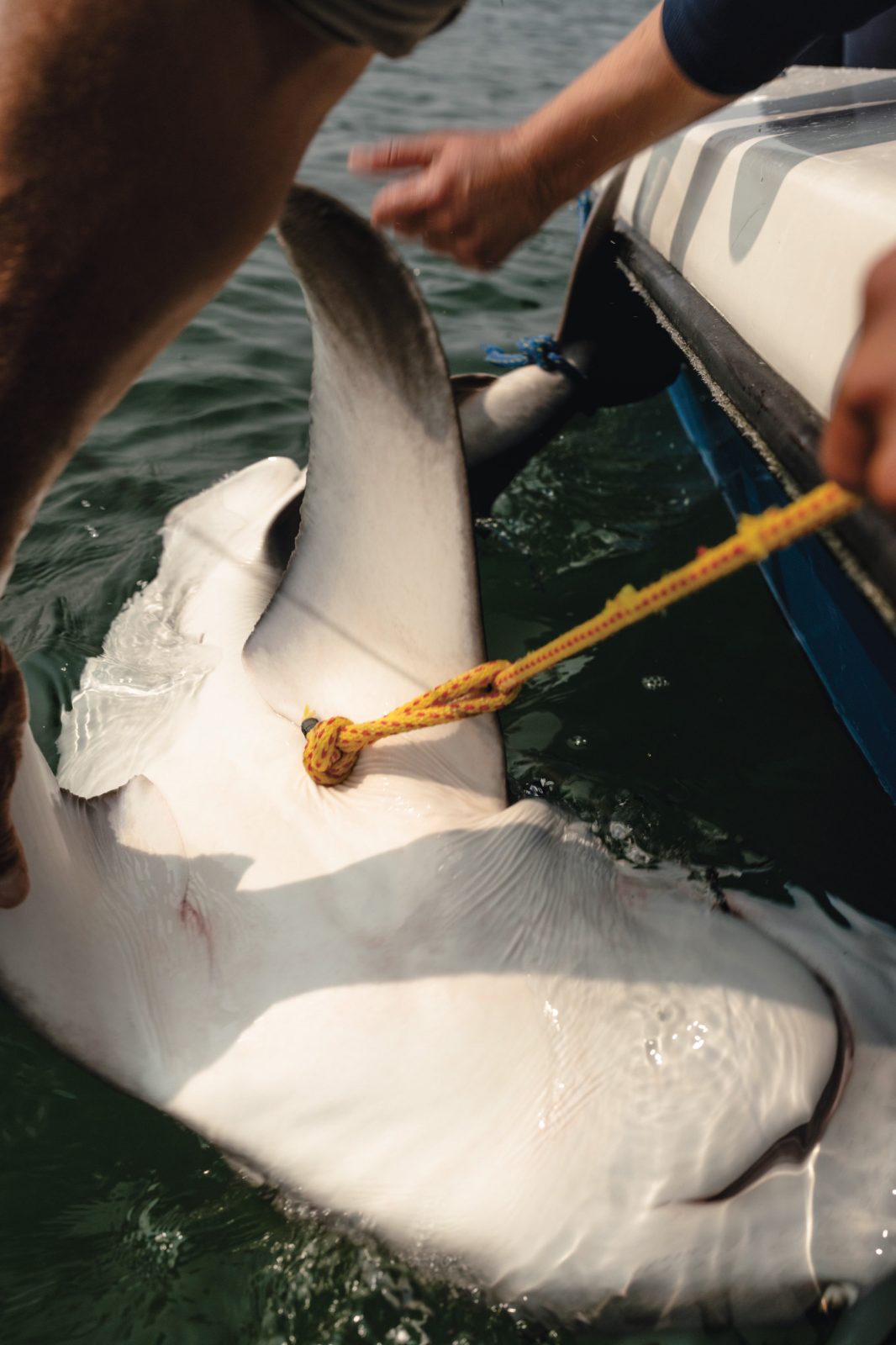 Studying the Sandbar Sharks of Nantucket - On The Water