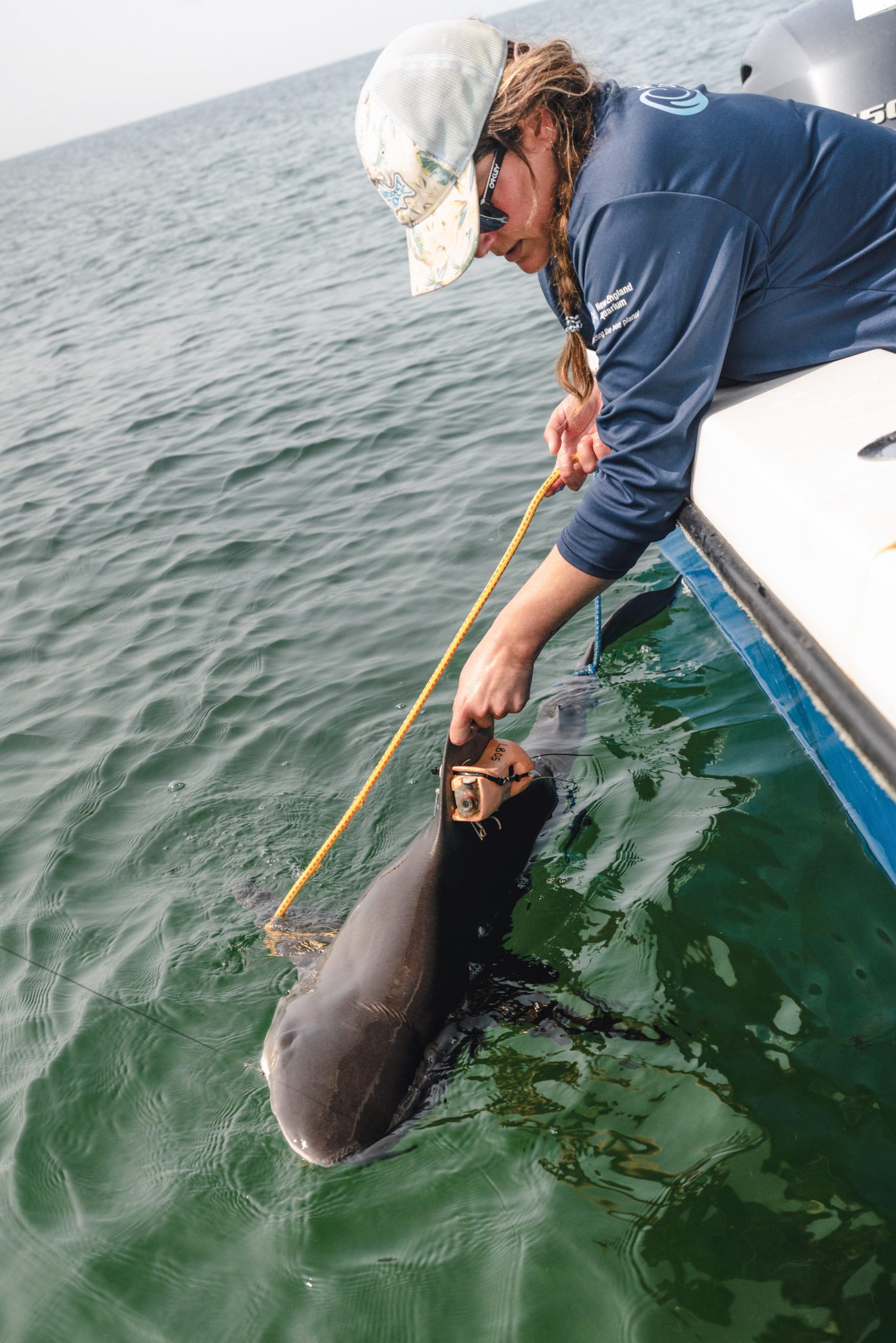 Studying the Sandbar Sharks of Nantucket - On The Water