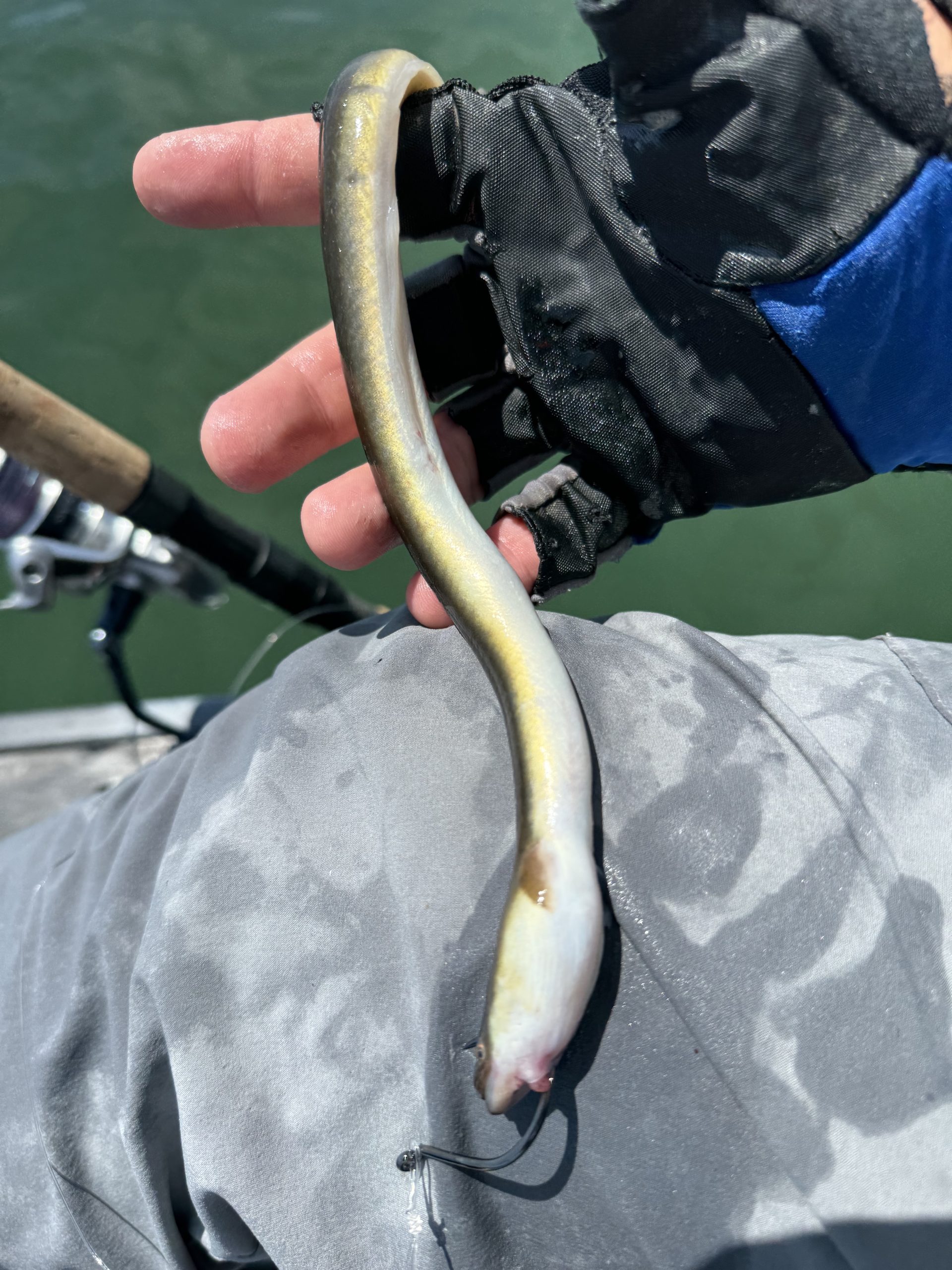 Catching Cobia by Kayak in Chesapeake Bay - On The Water