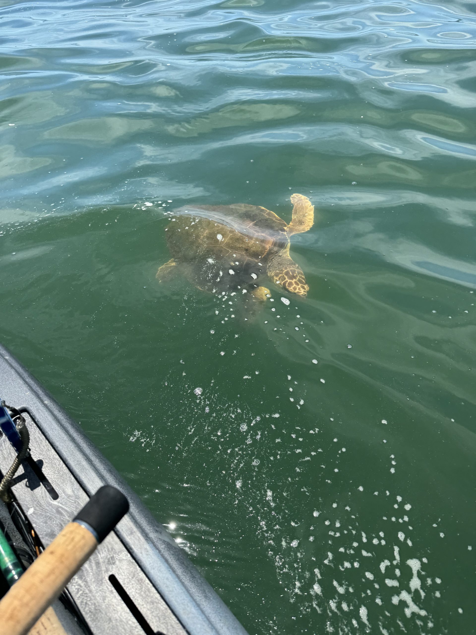 Catching Cobia by Kayak in Chesapeake Bay - On The Water