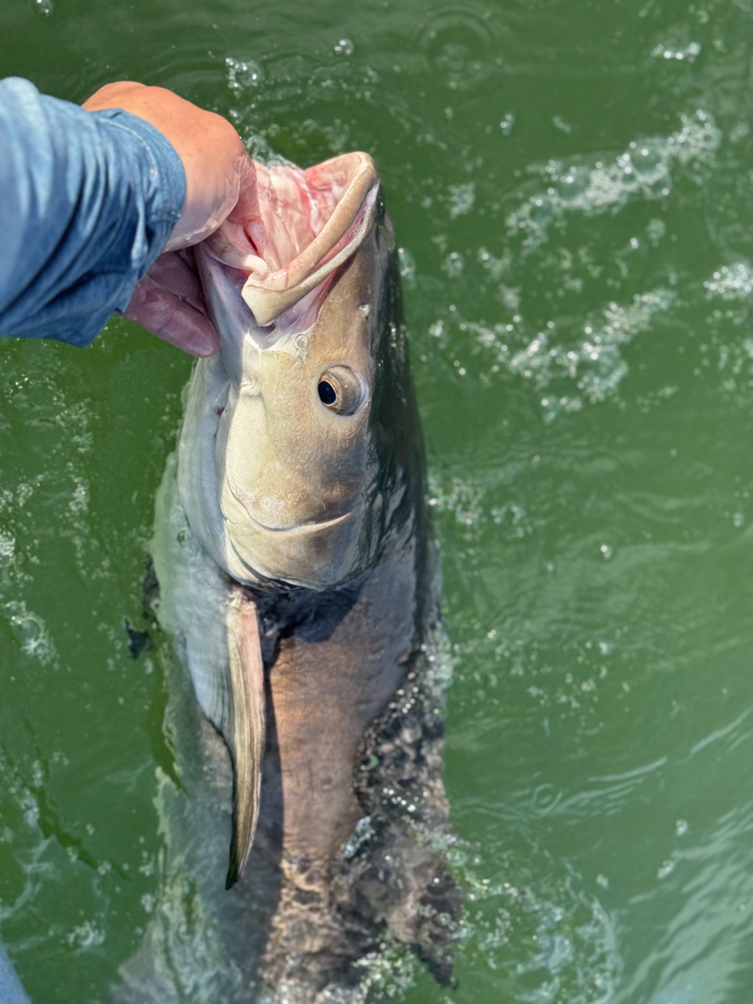 Catching Cobia by Kayak in Chesapeake Bay - On The Water
