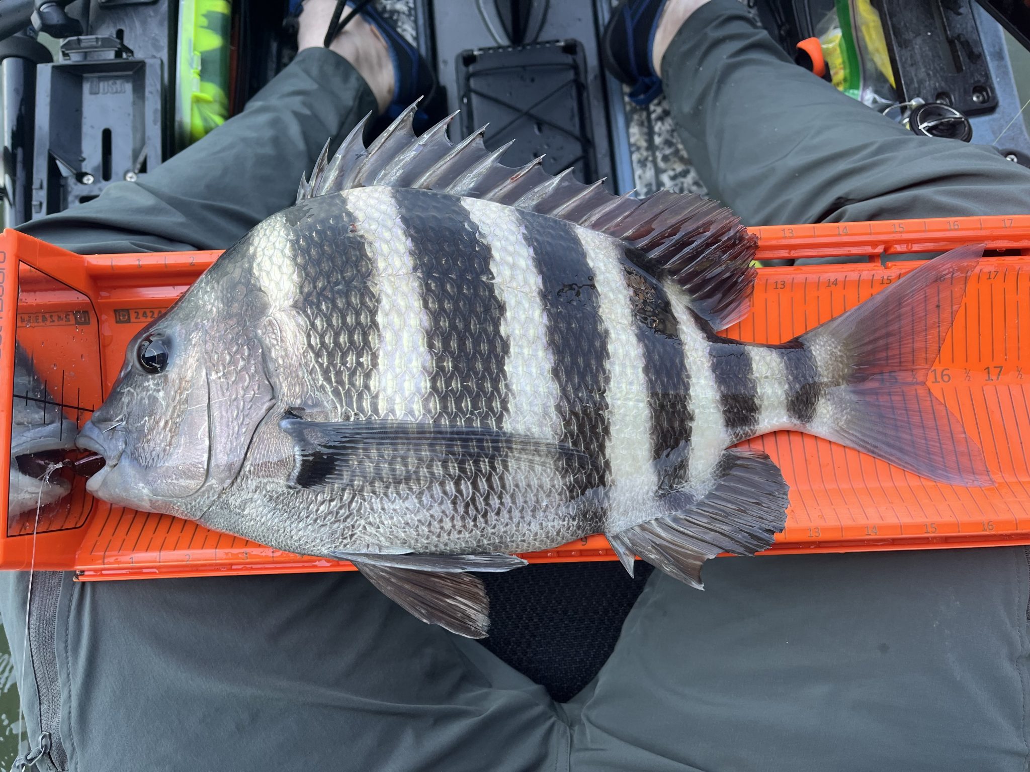 How to Catch Sheepshead by Kayak - On The Water