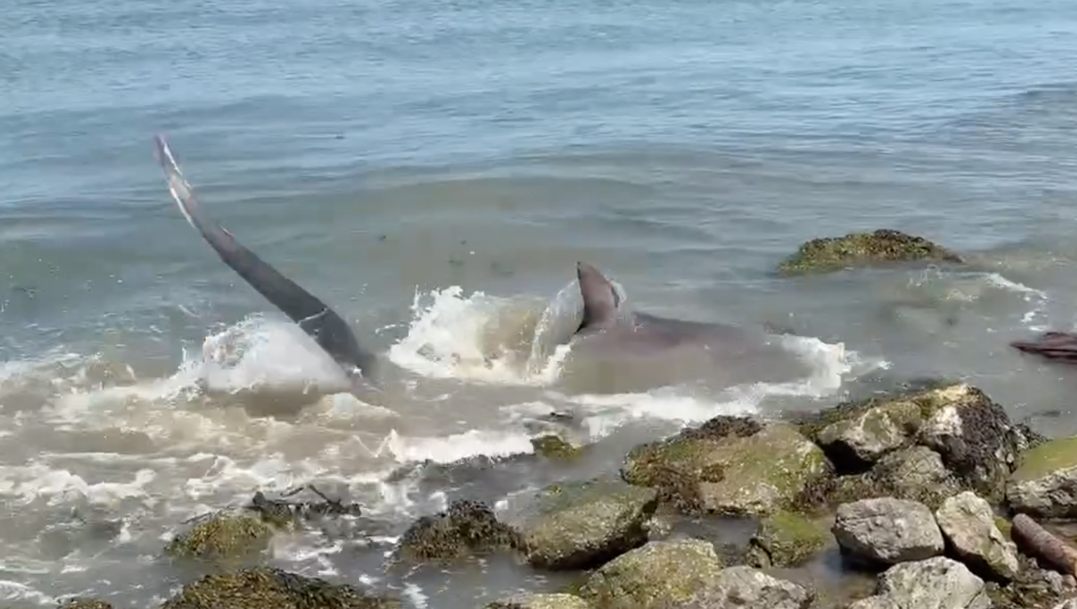 Thresher Shark Washes Up in Jones Inlet - On The Water
