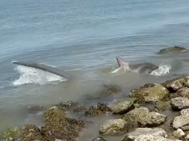 Thresher Shark Washes Up in Jones Inlet - On The Water