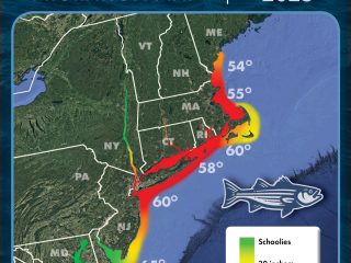 Striper Migration Map Archives - On The Water