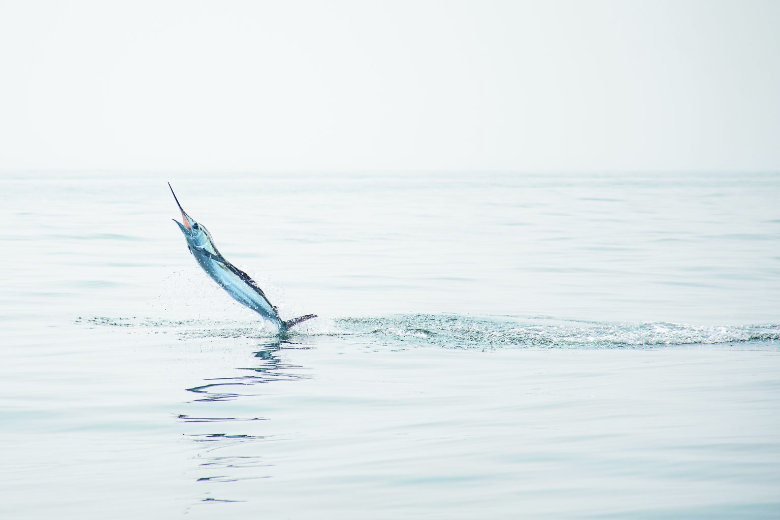 Catching White Marlin in the Northeast - On The Water