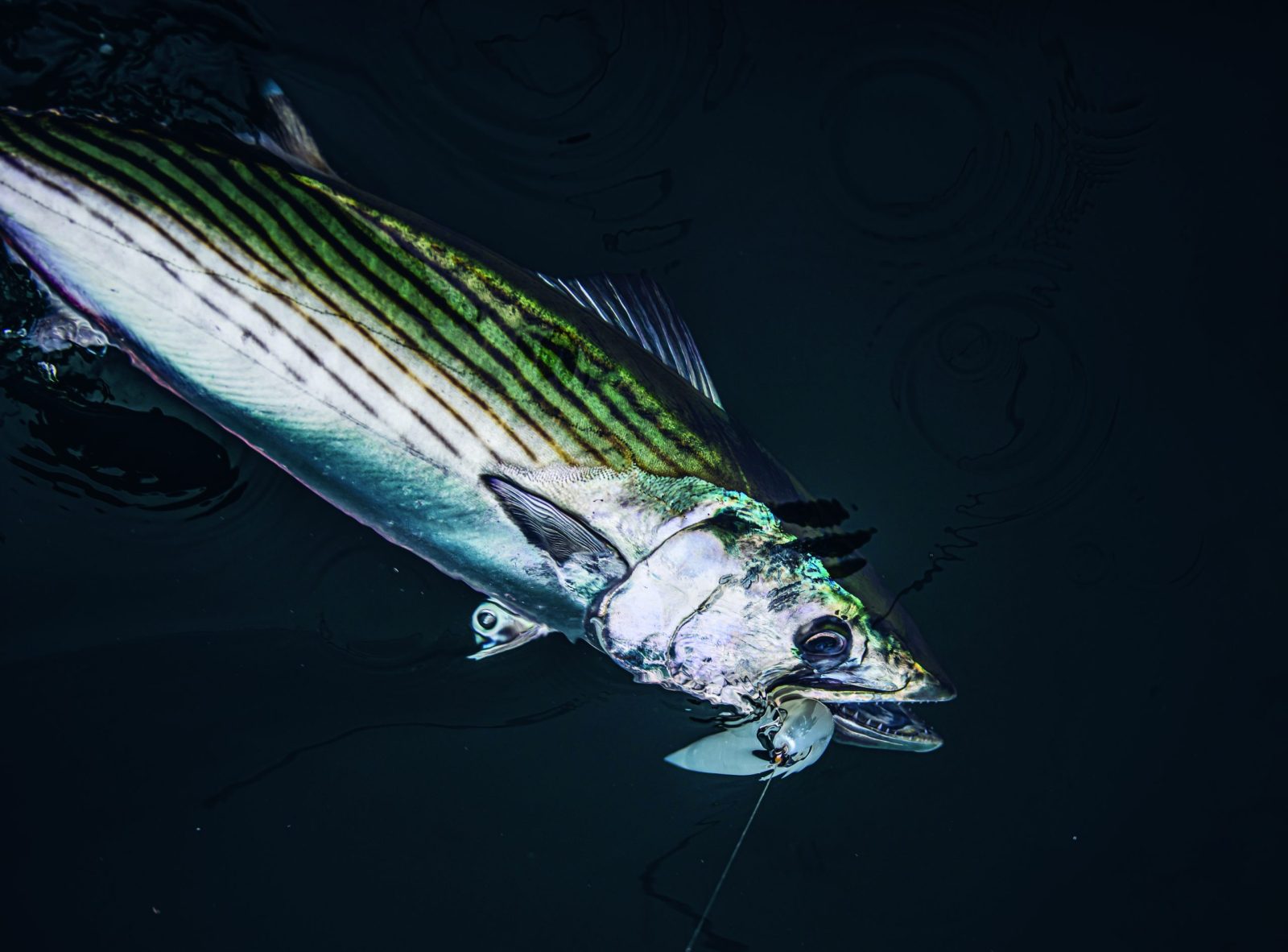 Expecting More Sharks, Albies, & Weakfish in Connecticut in 2026