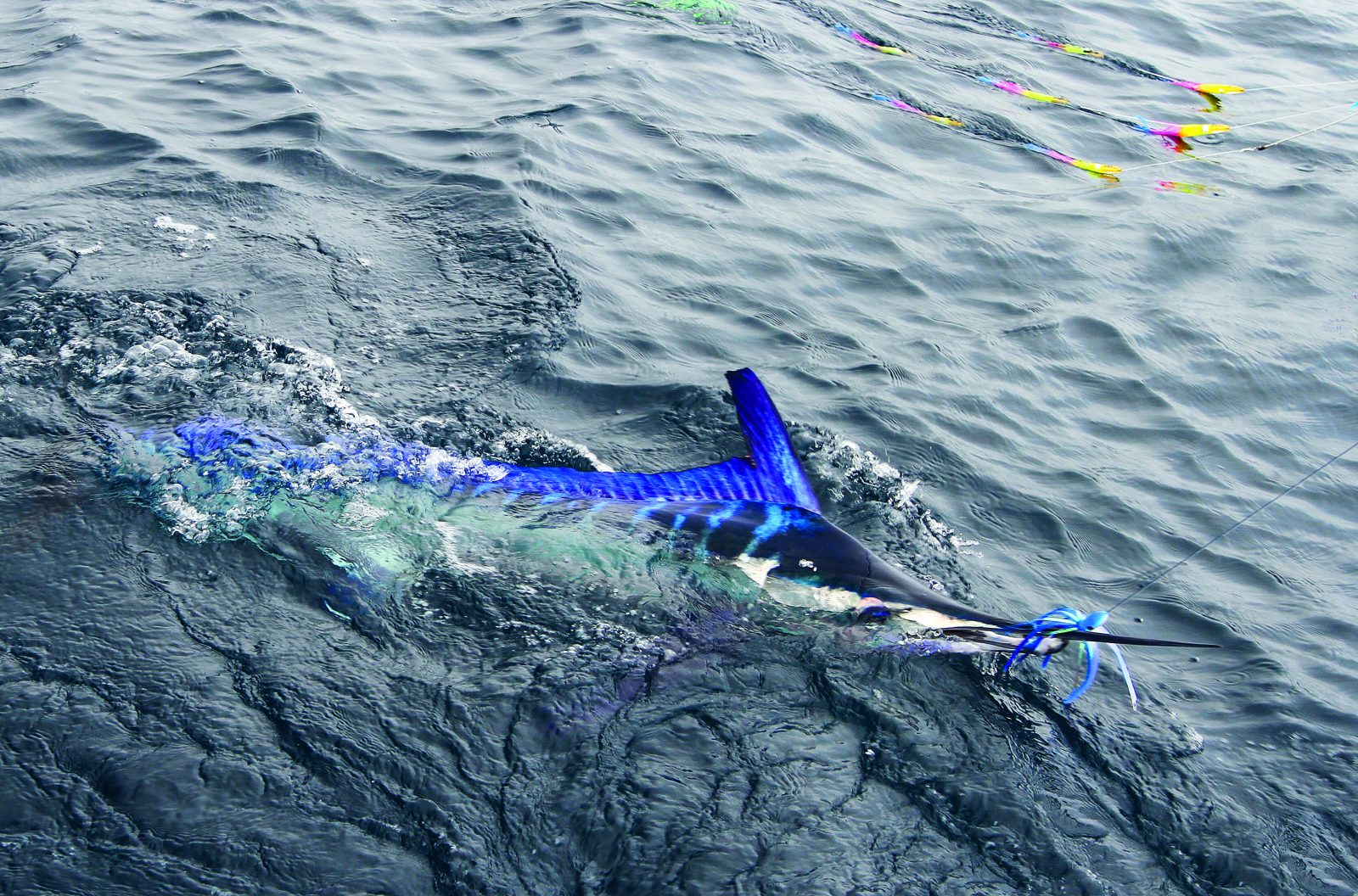 Catching White Marlin in the Northeast - On The Water
