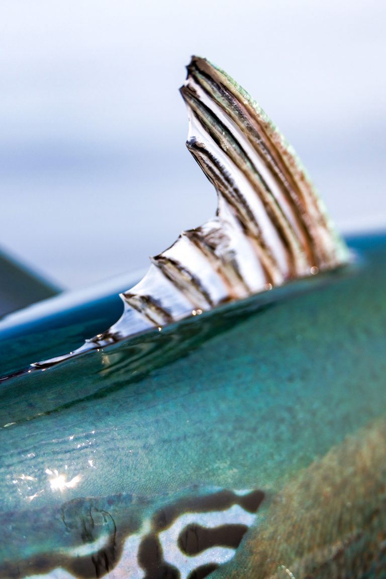 The Anatomy of False Albacore - On The Water