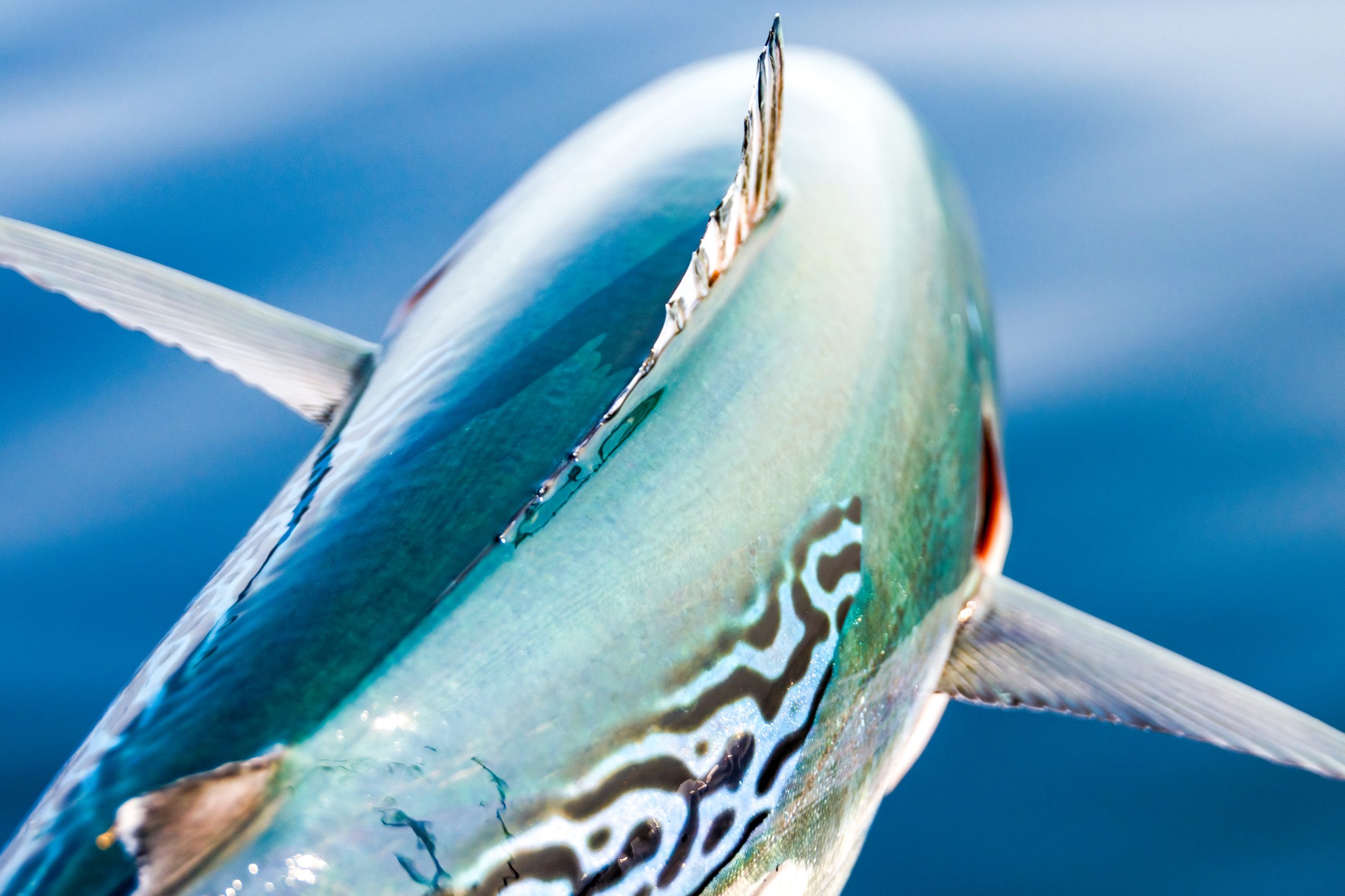 The Anatomy of False Albacore - On The Water