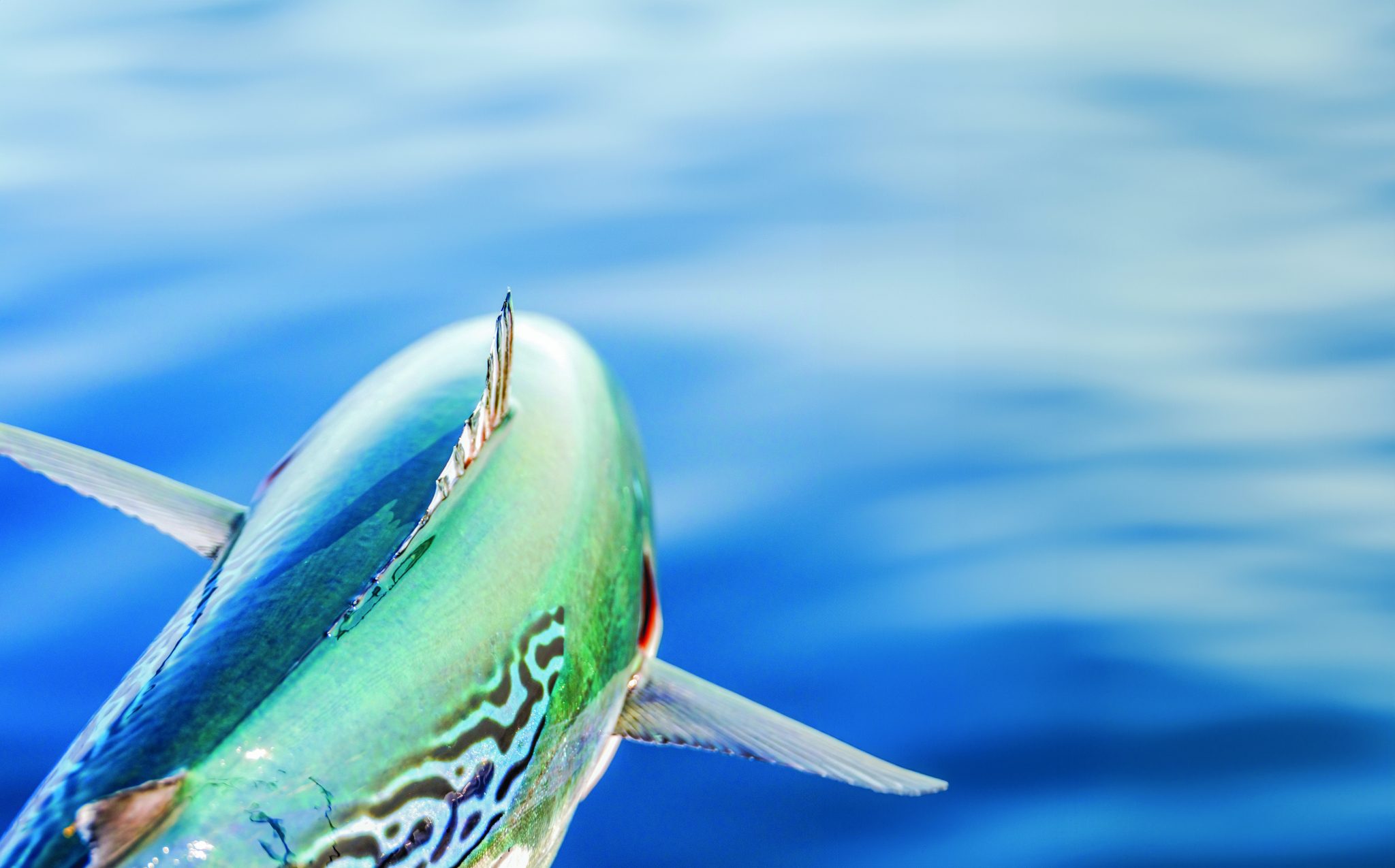 The Anatomy of False Albacore - On The Water