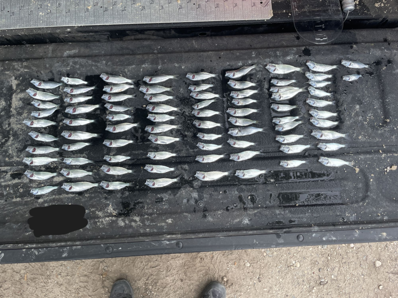 DEC Issues Dozens of Tickets for Undersized and Out-of-Season Fish on ...