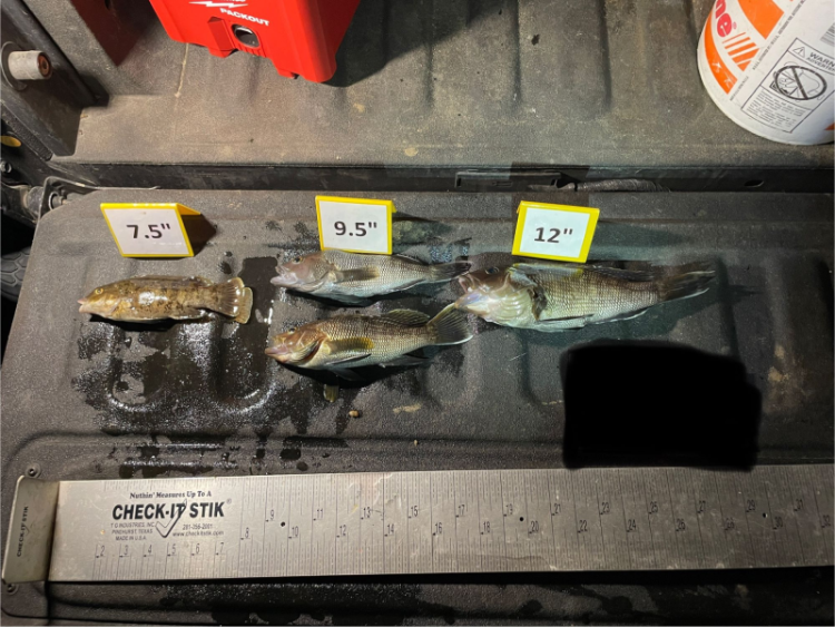 NYSDEC K9 Helps to Enforce Fishing Regulations on Long Island