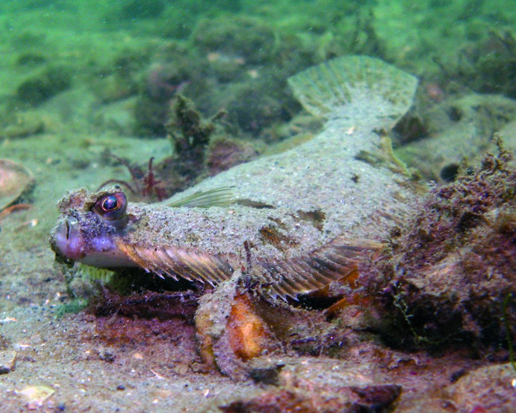 Boston Stripers and Winter Flounder: Tips & Techniques for 2026