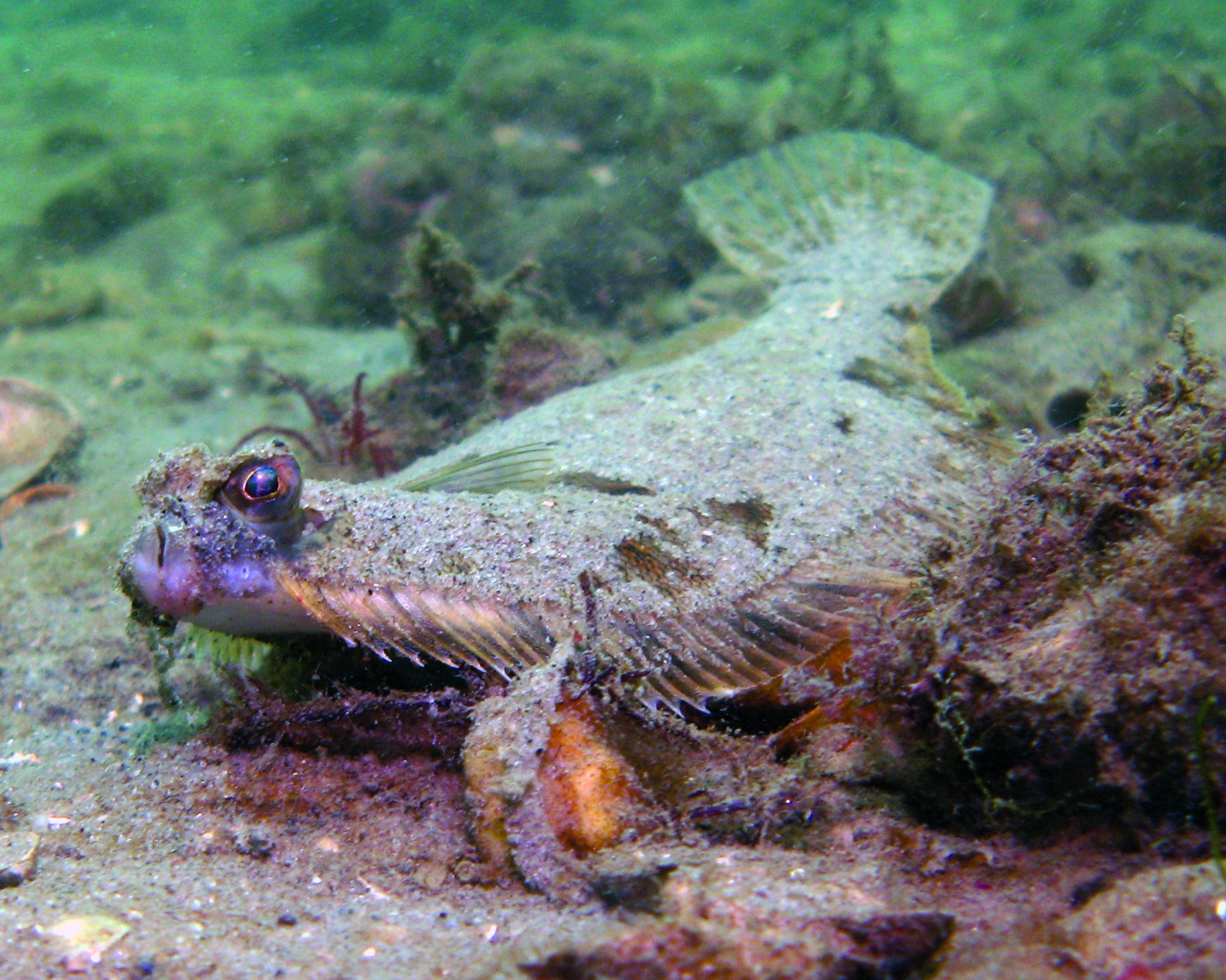 Boston Stripers and Winter Flounder: Tips & Techniques for 2026