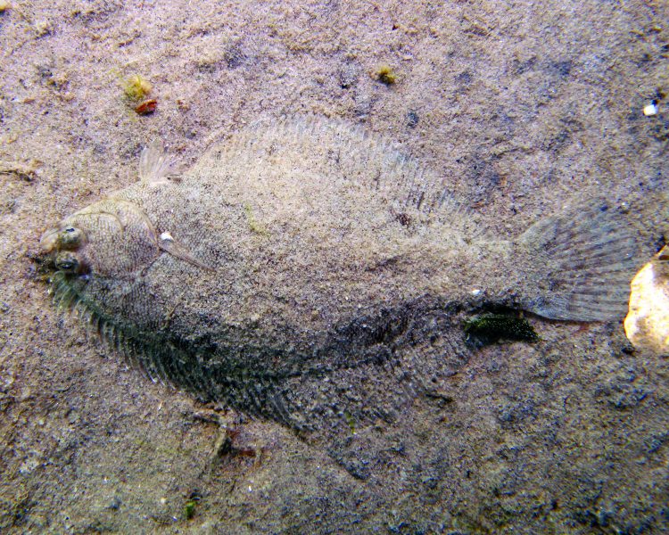 Winter Flounder Facts - On The Water